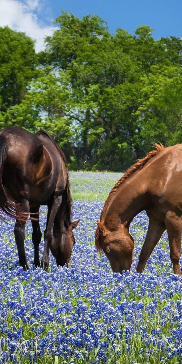 Internet & IT - Nortex Communications